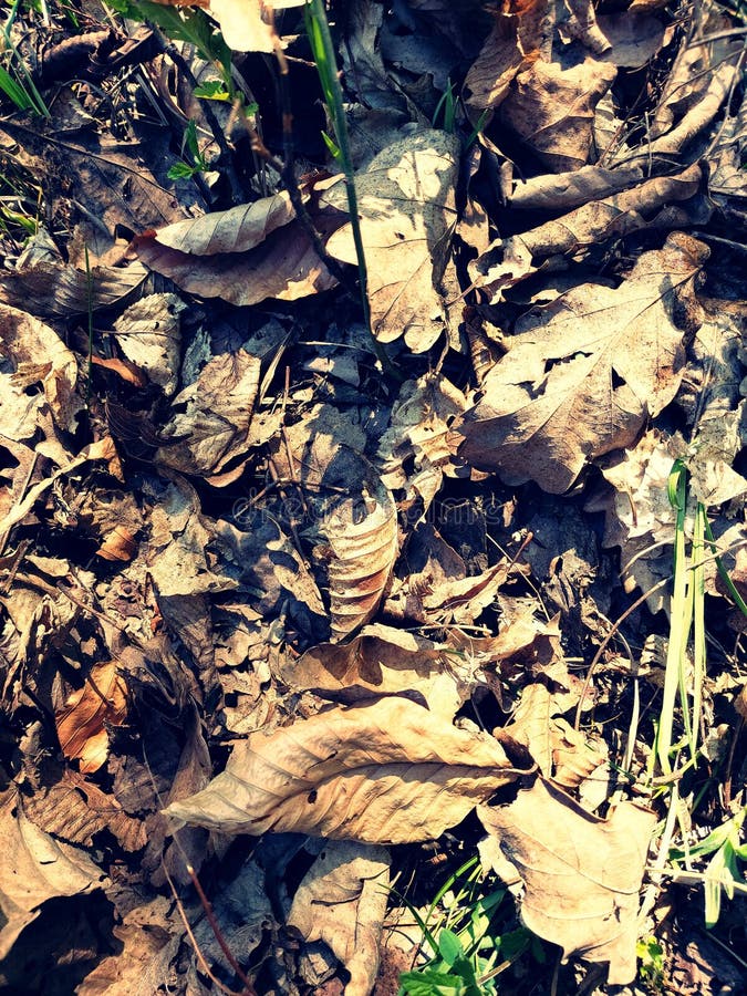 Vertical Top View Closeup Shot Fallen Dry Leaves Stock Photos - Free ...
