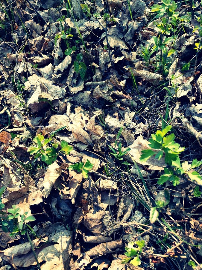 Vertical Top View Closeup Shot of Fallen Dry Leaves Stock Image - Image ...