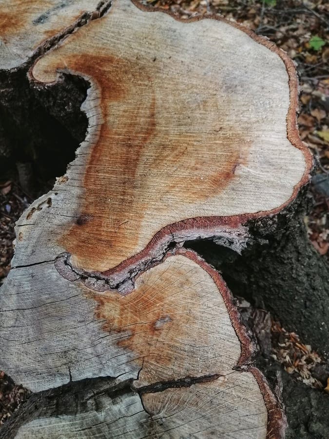 Vertical Top View of Cut Tree Trunks in a Forest Stock Image - Image of ...