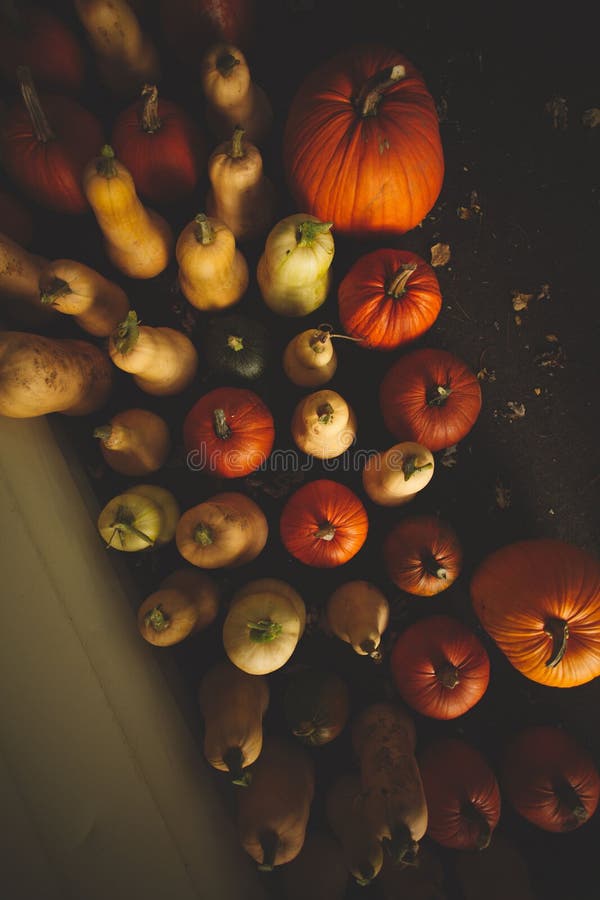 Vertical Top View of Different Types of Pumpkin on a Wooden Surface ...