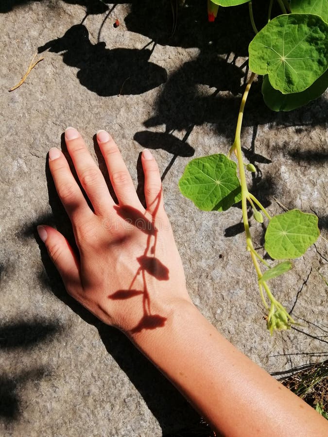 Vertical Top View of a Female Hand with Leaf Shadows Stock Image ...