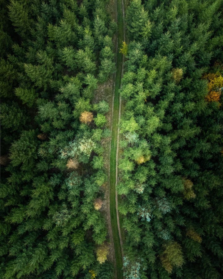 Vertical Top View of Footpath in a Forest Stock Photo - Image of ...