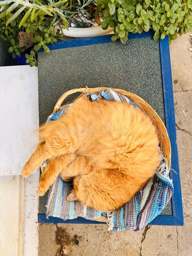 Ginger Cat Sleeping Behind the Curtain at Home. Selective Focus at Cat ...