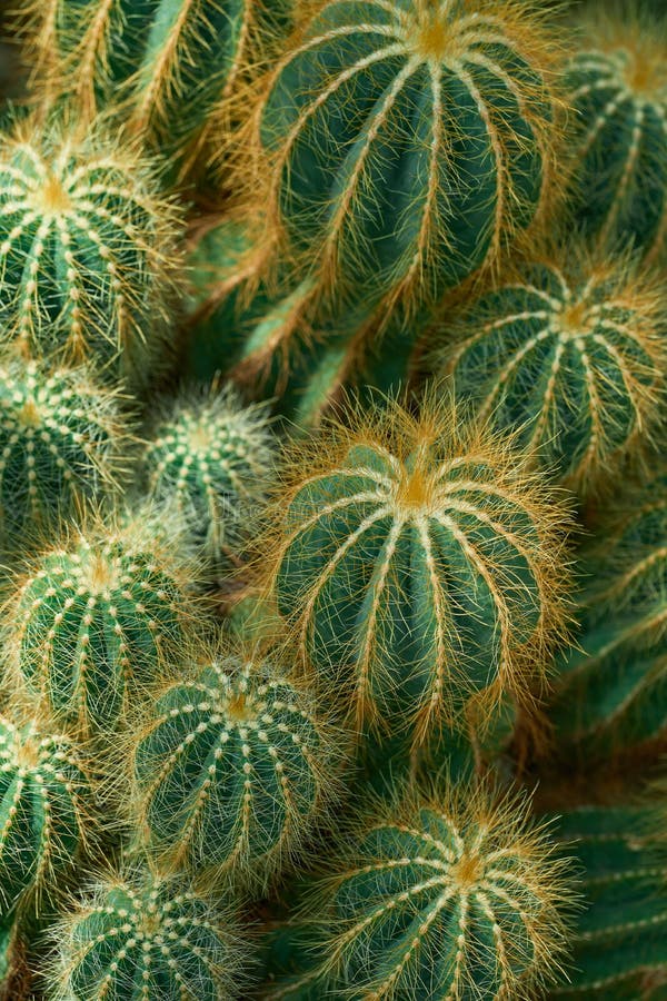 Vertical Top View of Green Cacti Stock Image - Image of park, view ...