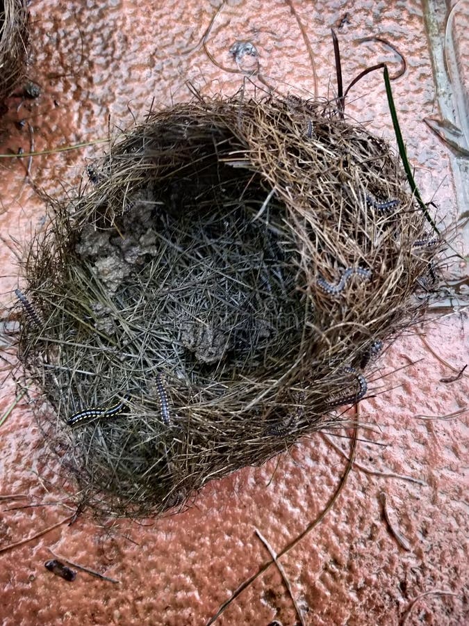 Vertical Top View of Incredible Engineering of Bird Nest after Rain ...