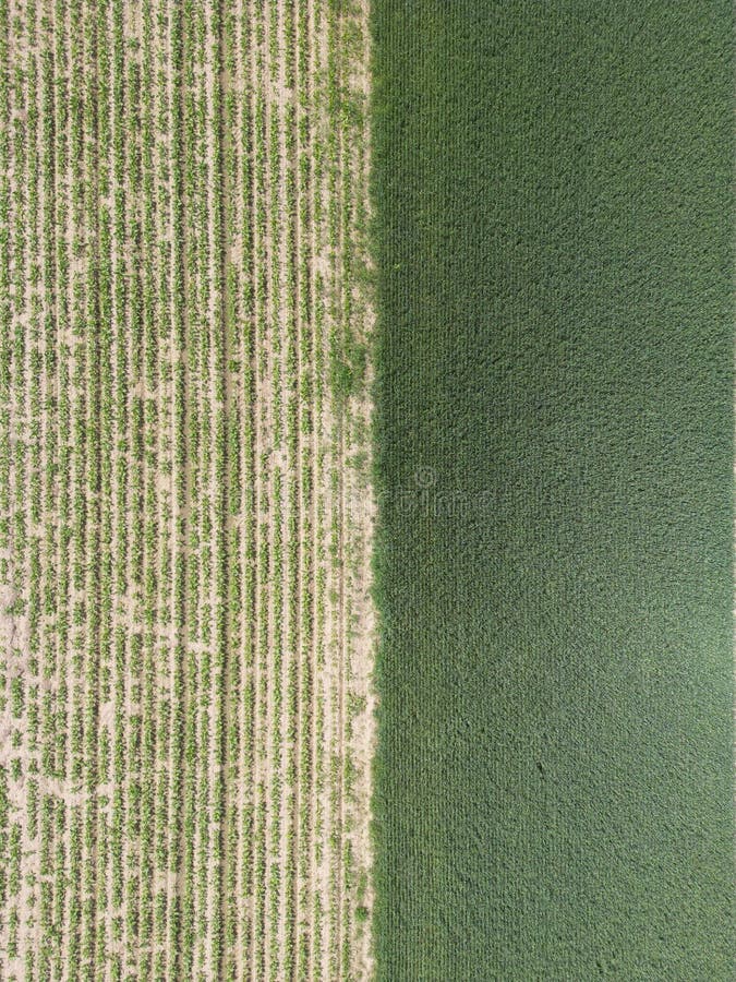 Vertical Top View of a Plant Field Divided into Two Sectors Stock Photo ...