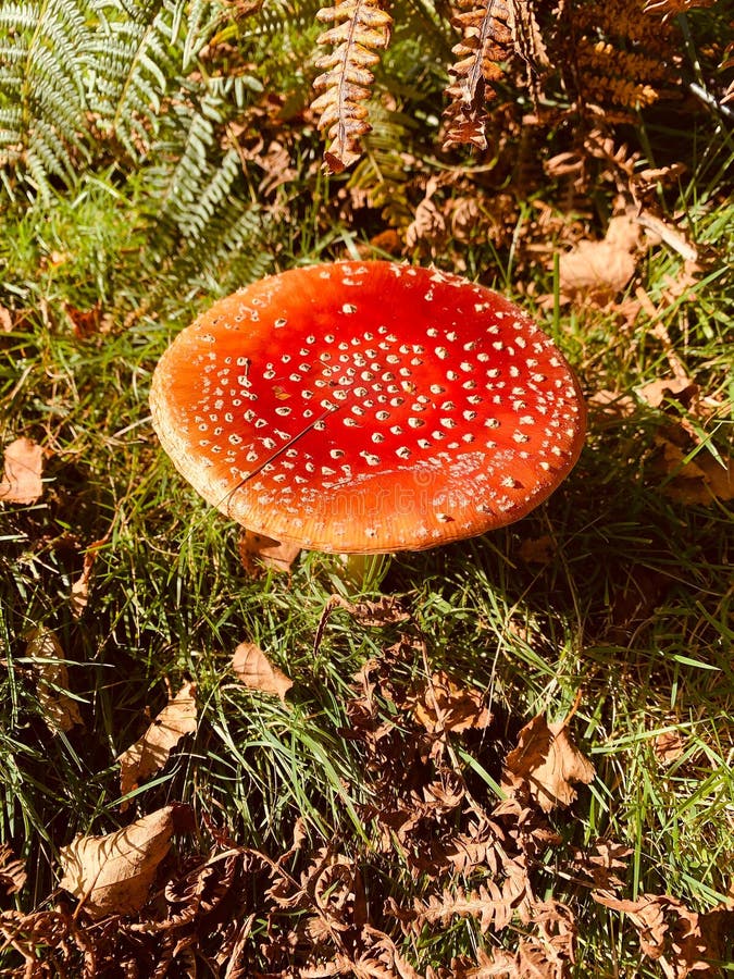 Vertical Top View of a Poisonous Fly Agaric Mushroom Captured Under ...