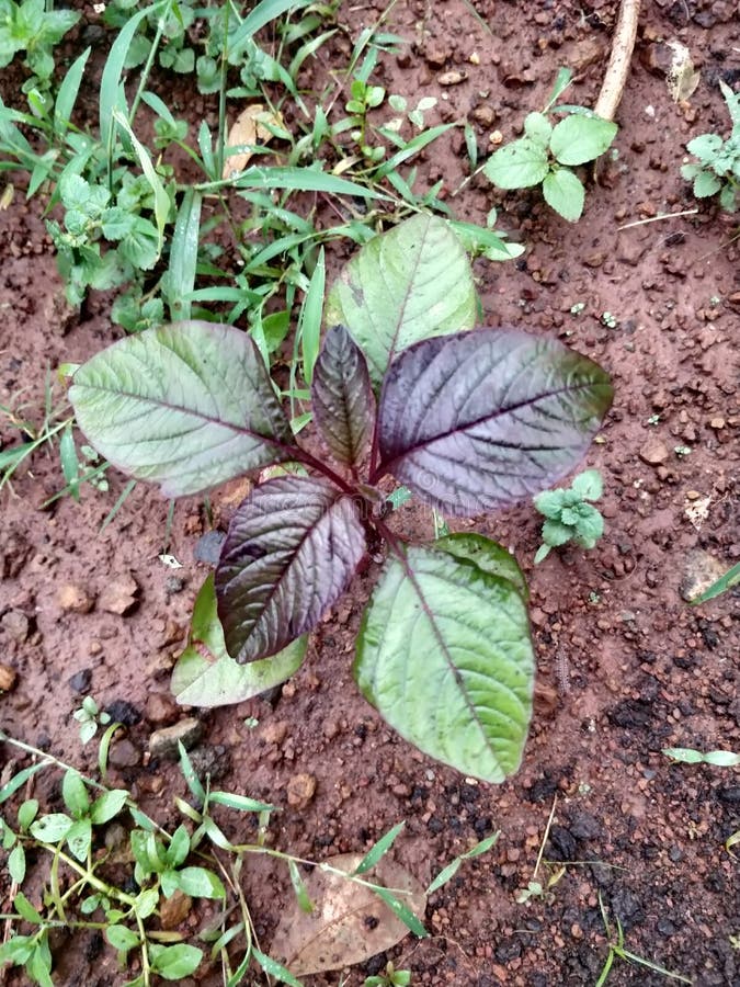 Vertical Top View of Purple Ruffles Basil on the Ground after Rain ...