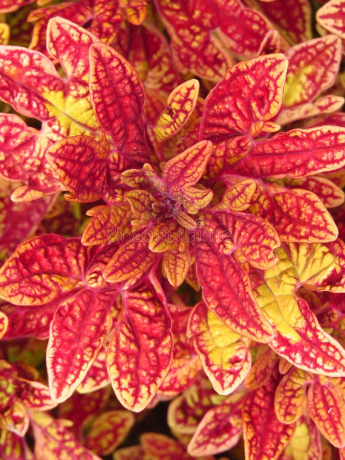 Vertical Top View of a Red Coleus Plant Stock Photo - Image of color ...