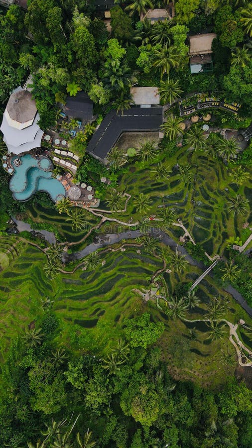 Vertical Top View of the Rice Fields in Indonesia on a Sunny Day Stock ...