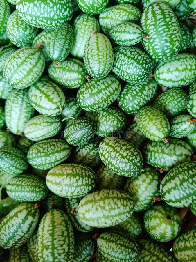Miniature Watermelons stock photo. Image of produce - 195360902