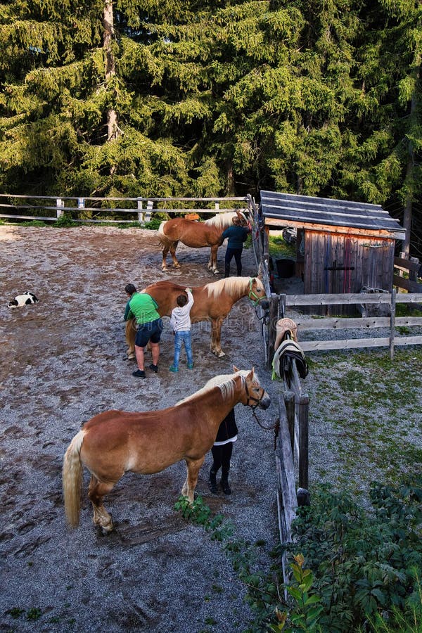Vertical Top View Shot of a Stable with People Grooming the Horses ...
