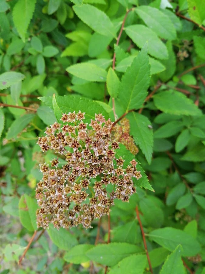 Vertical Top View of a Shrub Plant Called Spirea Stock Photo - Image of ...