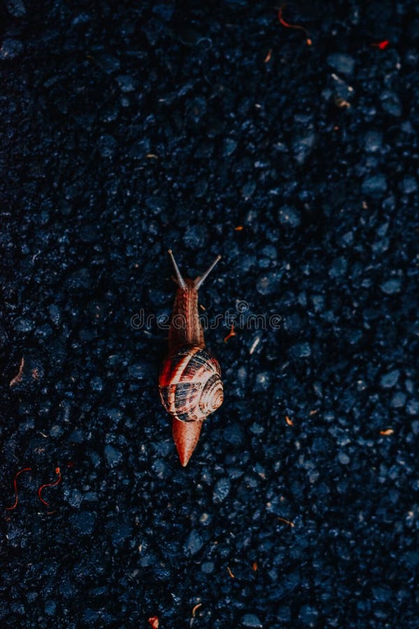 Vertical Top View of a Snail Crawling on the Ground Stock Photo - Image ...