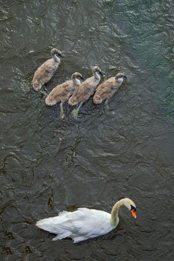 Vertical Top View of a Swan with Its Chicks Stock Image - Image of ...