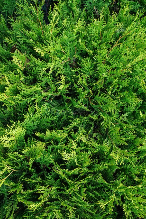 Vertical Top View of Thuja Green Branches, Nature Texture Background ...