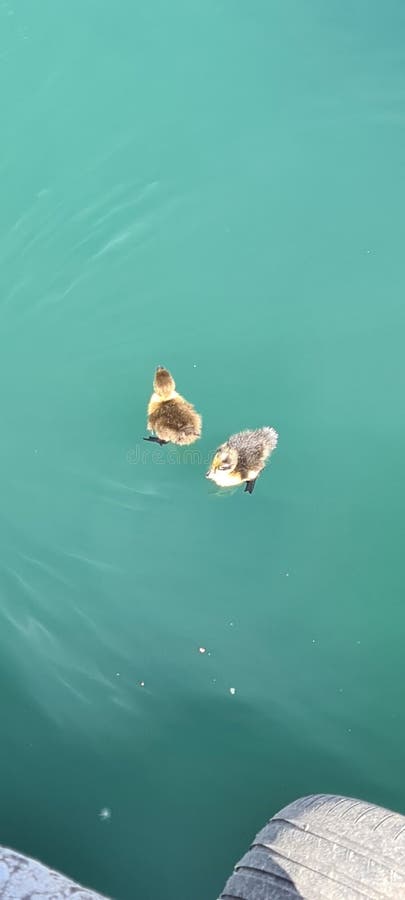 Vertical Top View of Two Cute Ducks on the Water Surface Stock Image ...