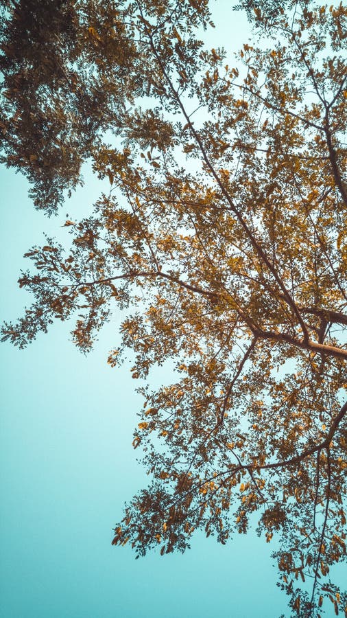Vertical of a Tree with a Blue Sky Background. Stock Photo - Image of ...