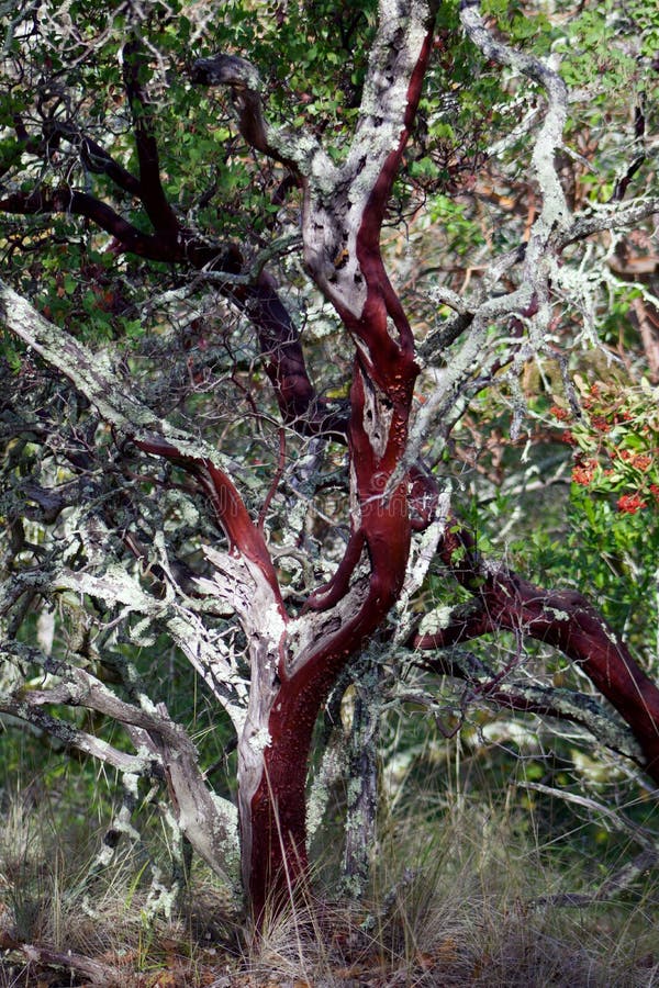 Vertical of a Tree with Red Bark Texture Captured in a Park Stock Photo ...