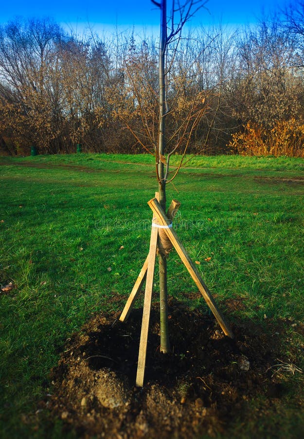 510 Orange Tree Sapling Photos - Free & Royalty-Free Stock Photos from ...