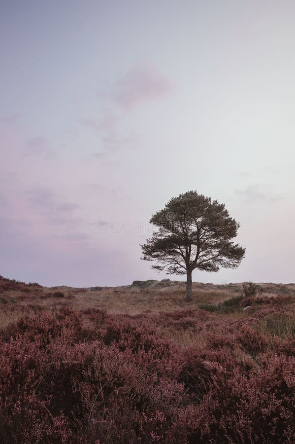 Vertical of a Tree Standing Alone in a Valley with an Abundant ...