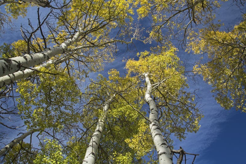 Aspen trees stock photo. Image of poplar, fall, quaking - 7418992