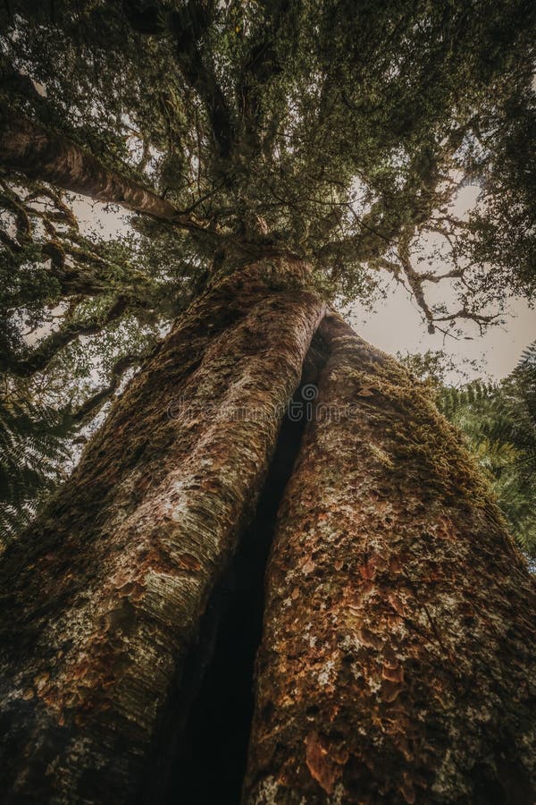 Tree Trunk from Below in Redwood Forest Stock Photo - Image of forest ...