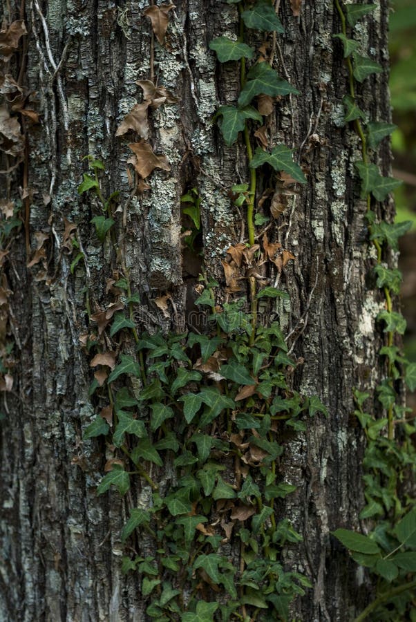 Vertical Tree Trunk with Lichens and Climbing Plant Symbiosis Stock ... Vertical Tree Trunk with Lichens and Climbing Plant Symbiosis Stock ...
