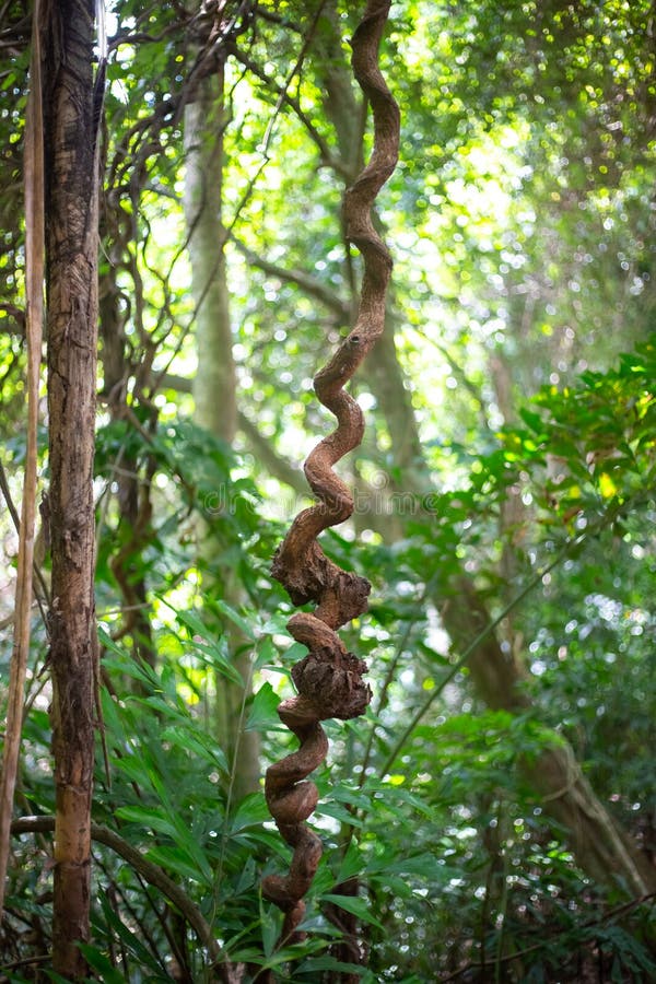 A Vertical Tropical Landscape. Long Twisted Vines Hang from Trees in a ...