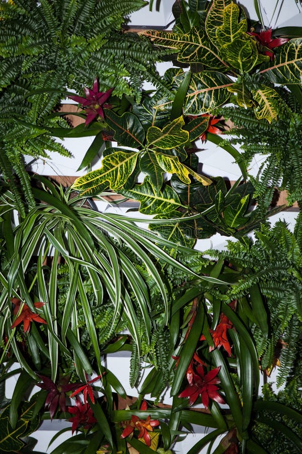 Vertical Tropical Leaf Pattern. Decorative Leaves of Plants Stock Photo ...