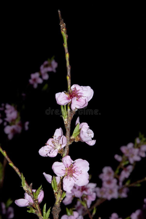 Vertical twig of flowers stock photo. Image of closeup - 144864942