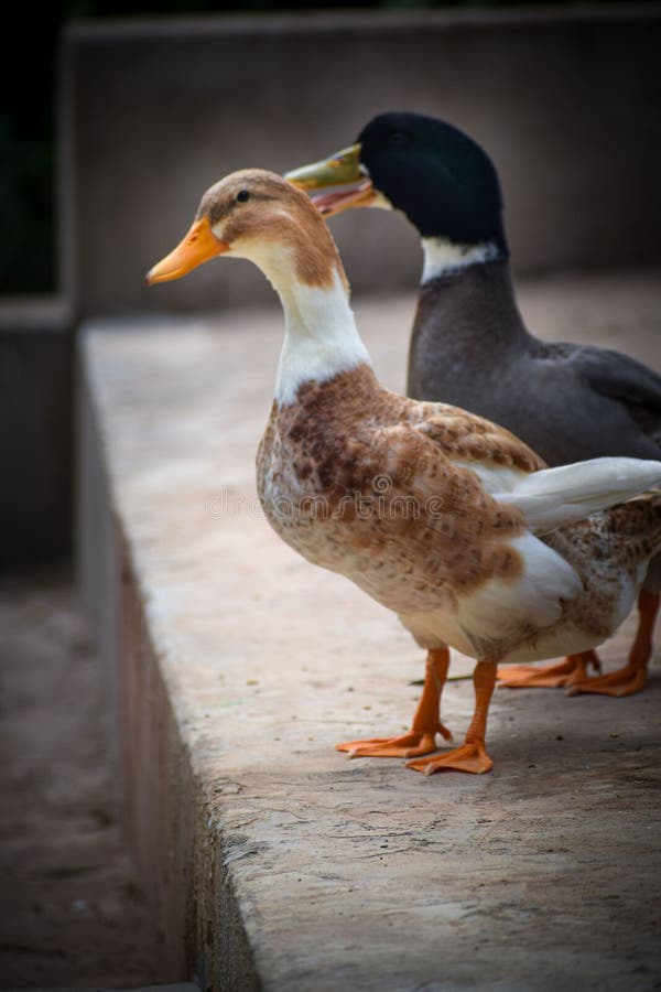 Vertical of Two Ducks Standing on the Staircase. Stock Image - Image of ...