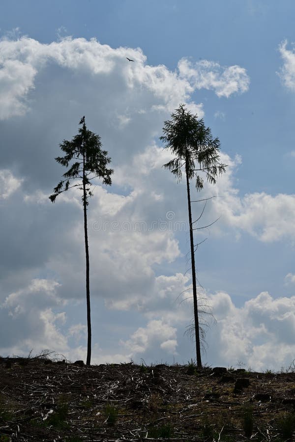 Vertical of Two Trees Under a Blue Sky with Clouds. Stock Photo - Image ...