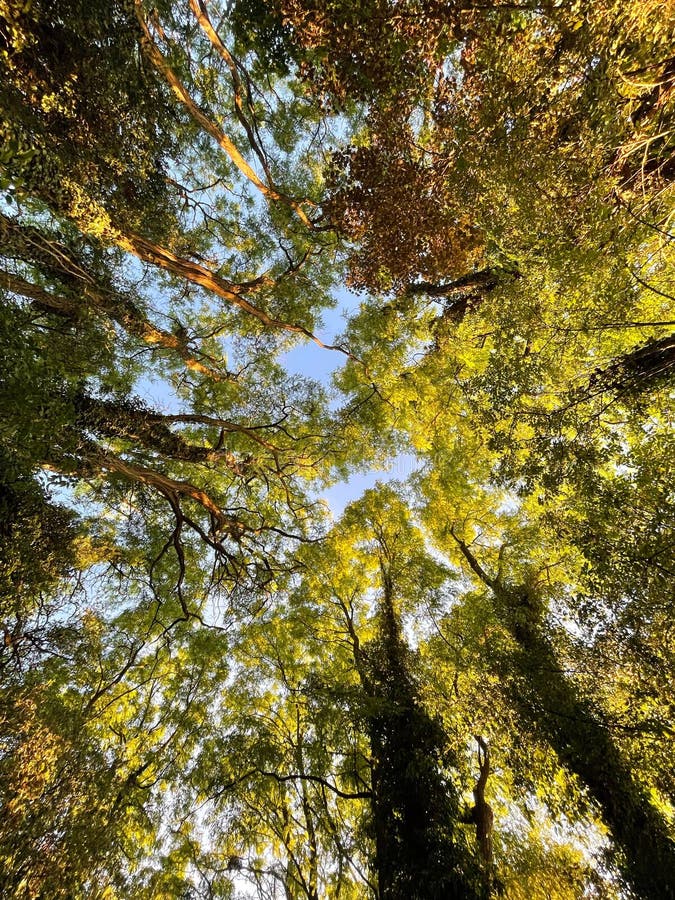 237 Undershot Stock Photos - Free & Royalty-Free Stock Photos from ...