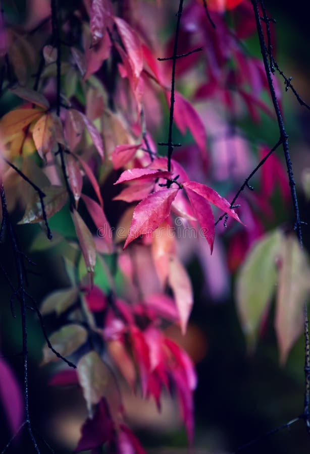 Pink autumn colors stock photo. Image of flora, herbarium - 80352254