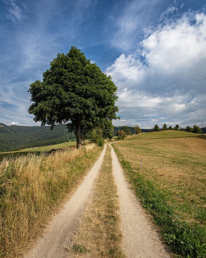 Vertical of a Valley Trail Towards Surrounded by Beautiful Vegetation ...