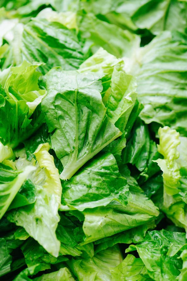 Vertical Variant of Lettuce Chopped in Big Pieces. Close Up Stock Photo ...