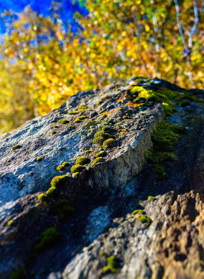 Vertical Vibrant Norway Moss on Rock Nature Bokeh Background Backdrop ...