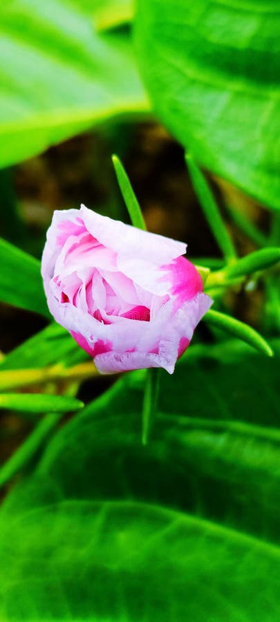 Vertical Vibrant View of a Pink Rose Stock Photo - Image of vertical ...