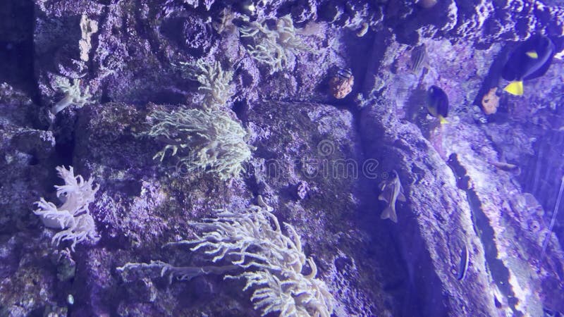 Vertical Video Aquarium with Tropical Fish Swimming Stock Video - Video ...