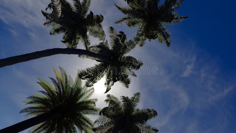 Vertical Video Bottom View of Palm Trees in the Wind. 3d Render ...