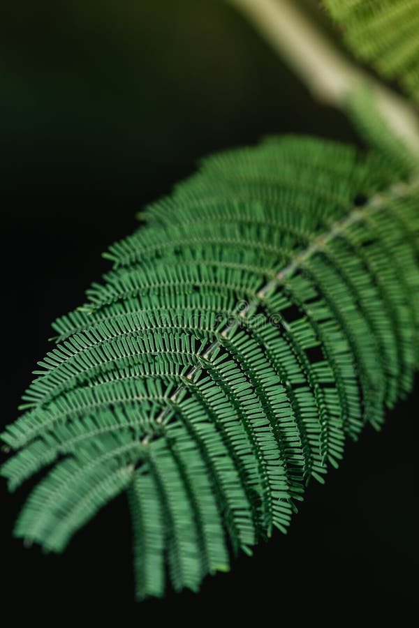 Vertical View of an Acacia Seyal Leaf on a Black Background and ...