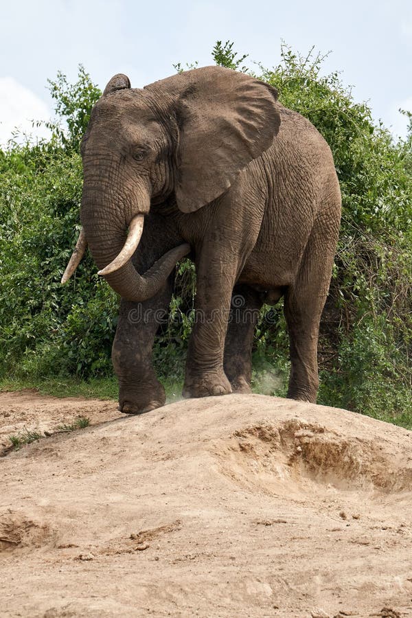 Vertical View of an African Bush Elephant Standing on the Soil before ...