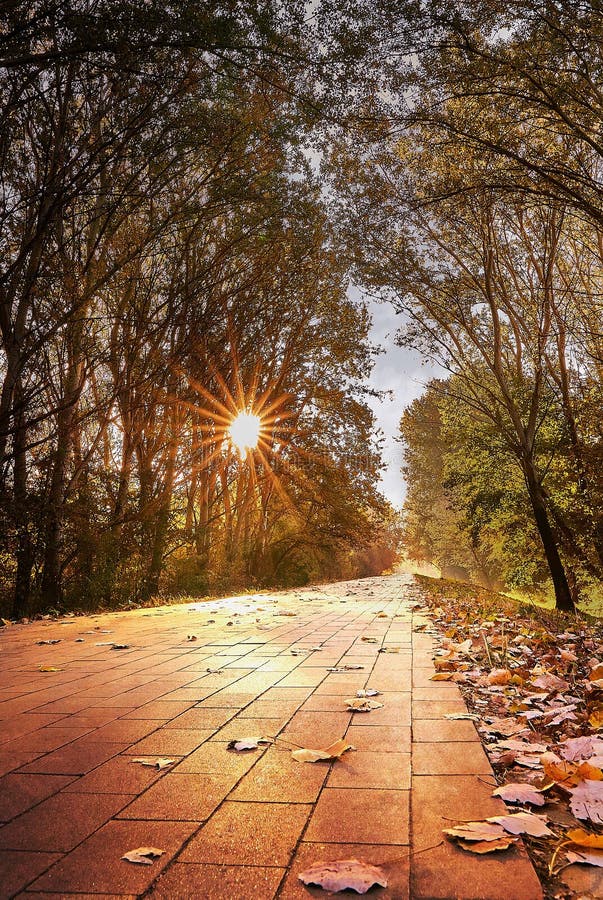 Vertical View of Autumn Fallen Leaves on a Pathway Surrounded by Trees ...
