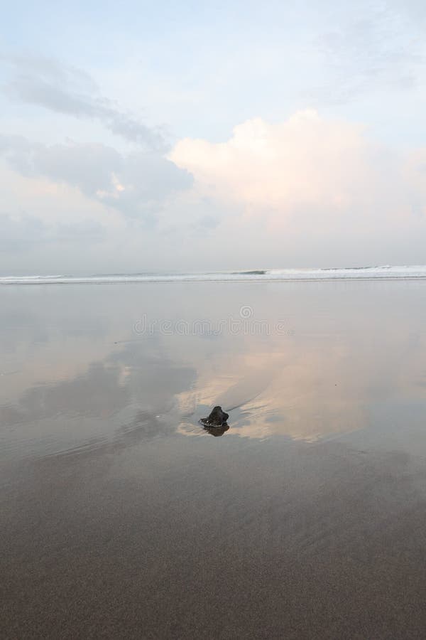 Vertical View of a Beach Shoreline with White Clouds Reflecting on the ...