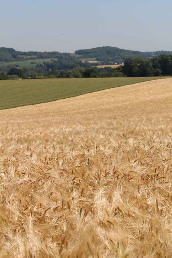Vertical View of Beige and Green Countryside Fields before the Trees ...