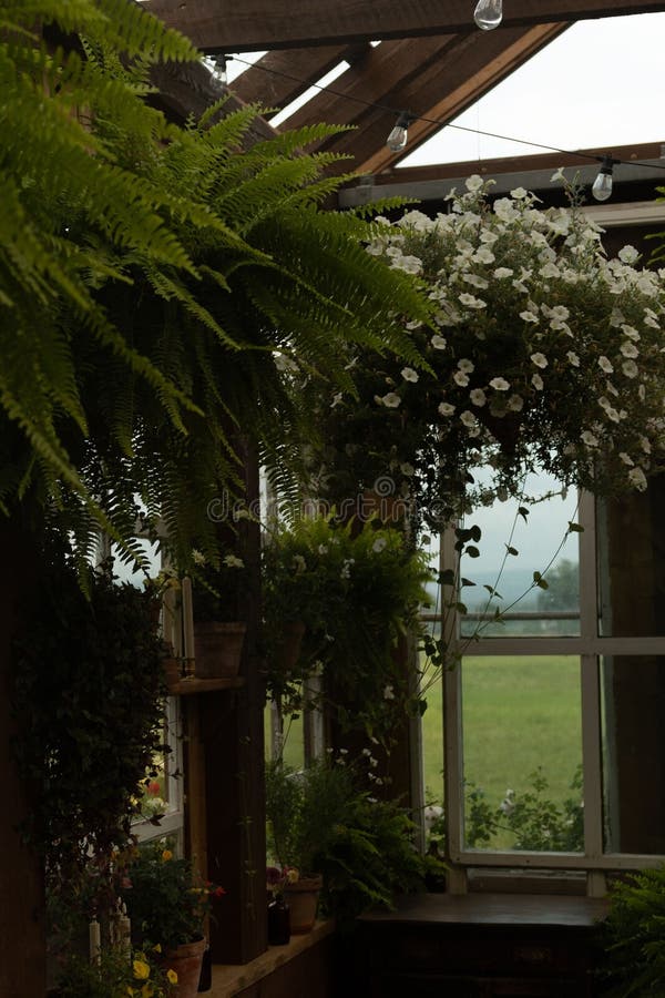 Vertical View of Blooming Trees Inside a Rustic Wooden Barn with ...