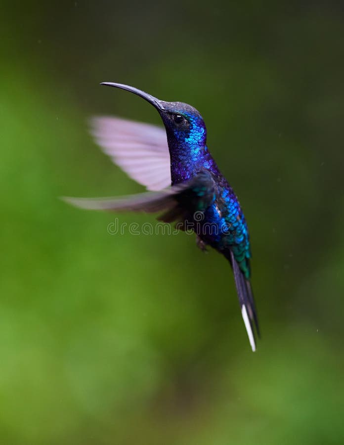 Vertical View of a Blue-chested Hummingbird Flying with the Green ...