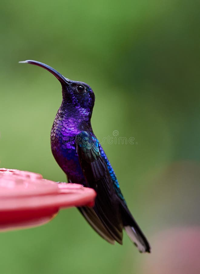 Vertical View of a Blue-chested Hummingbird Perching on the Red Plastic ...