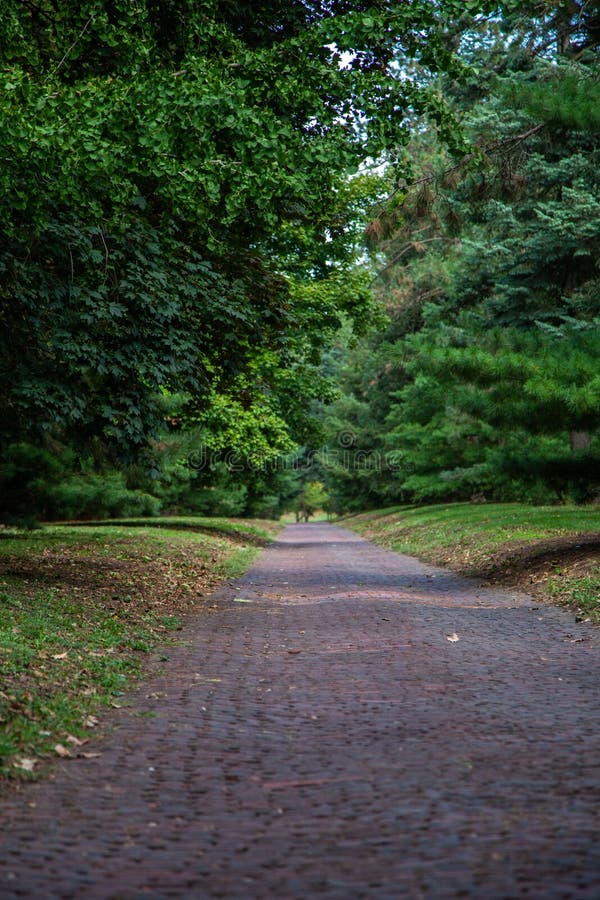 Vertical View of a Brick Path at a Park with Giant Trees Along the ...
